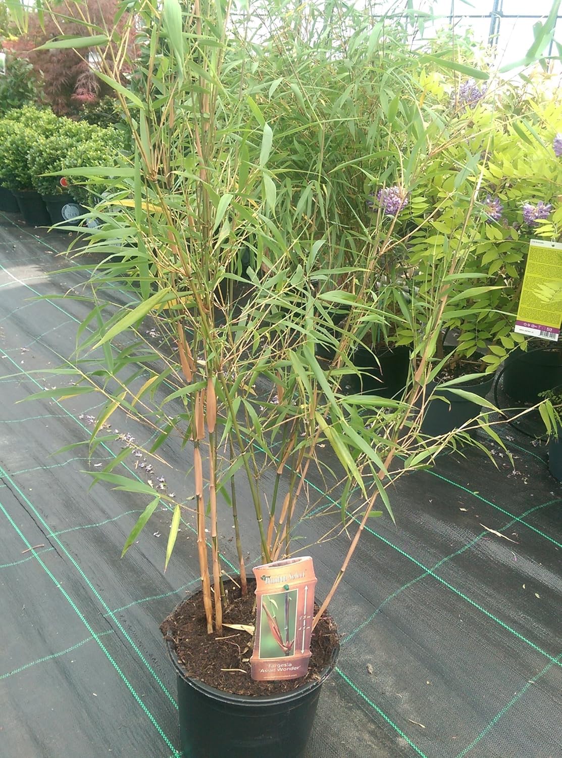 Outdoor Plants Bamboo Fargesia Scabrida 5 Litre Fast Growing Non ...