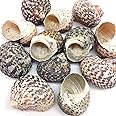 Amazon.com: PEPPERLONELY 12PC Turbo Stripe Sea Shell, Hermit Crab Sea ...