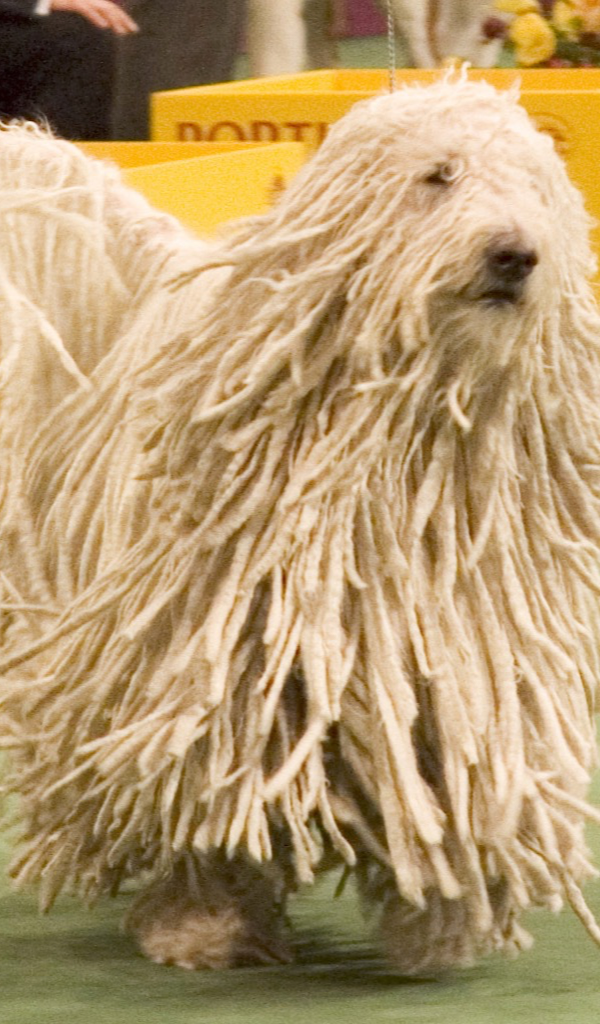 Komondor Mop Dog Wallpaper -- HD Wallpapers of Komondor Mop Dogs ...