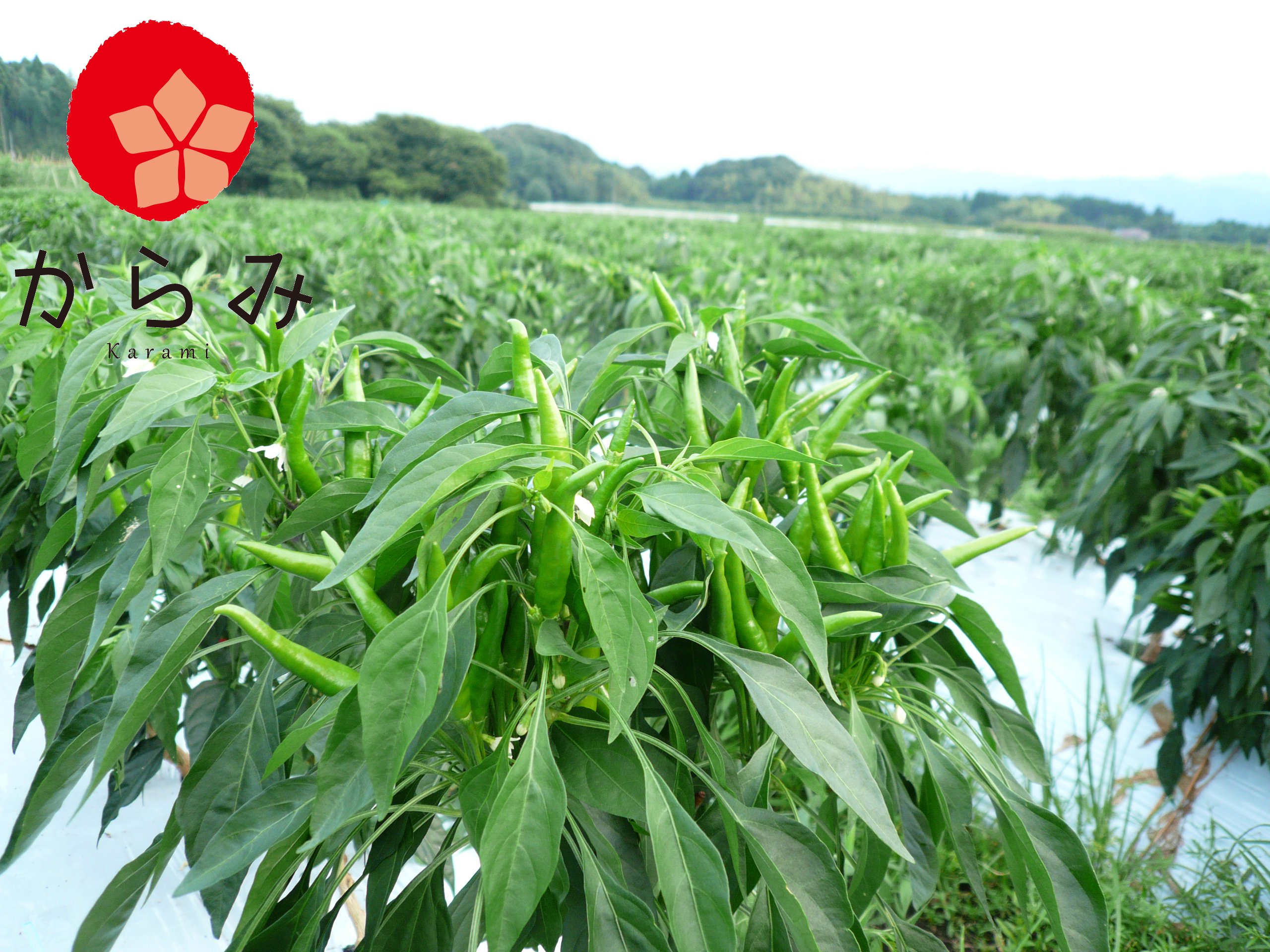 Mua [Commercial Use] [Irritating Blue, Spicy and Spicy New Appearance ...