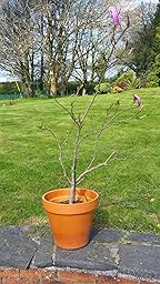 Cutting Globe Plant Propagator 11 Piece Set - Grow Roots on Plant ...