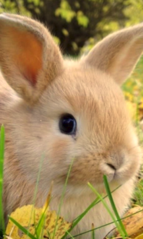 Amazon.com: Cute Rabbit Wallpapers: Appstore for Android