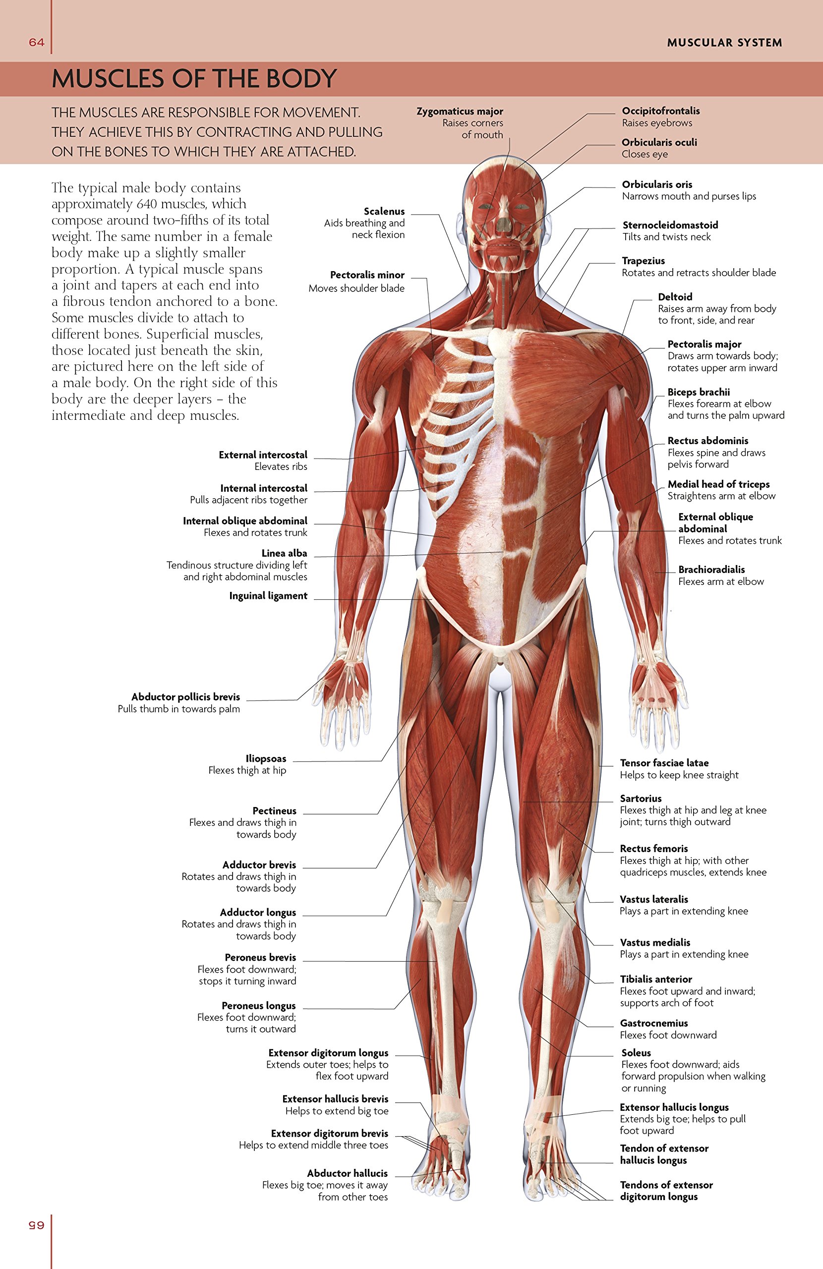 Body Consigue El Mejor Cuerpo Body Consigue El Mejor Cuerpo