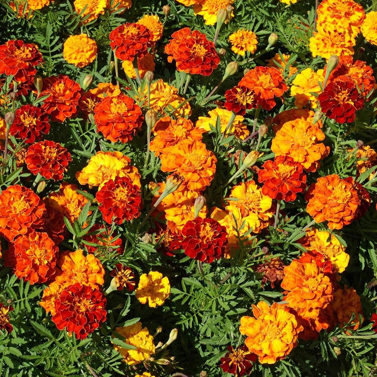 Mixed Marigold Flower Seeds to Plant in Your Garden – BigaMart