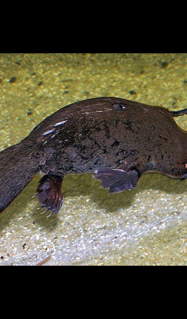 cute platypu Wallpaper -- HD Wallpapers of cute platypus!:Amazon.fr:Appstore for Android