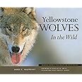 Amazon.com: Yellowstone Wolves in the Wild: 9781931832267: Halfpenny ...