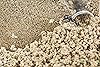 Anthouse.ES - Natural Sand Ant Farm - Acrylic Starter Kit 20x10x10 cm ...