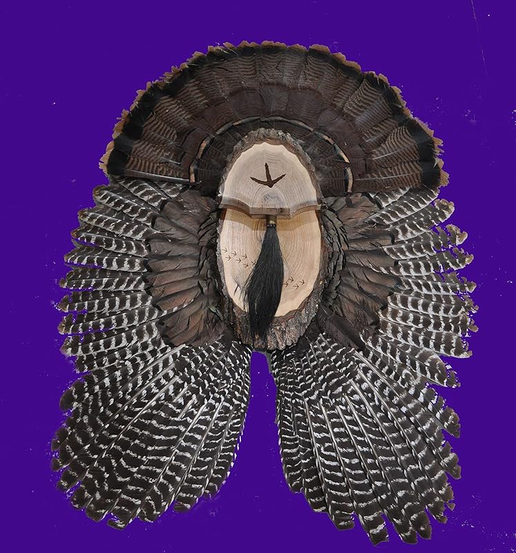 Amazon.com: Turkey Fan Plaque / Turkey Mounting Kit / Turkey Hunting ...
