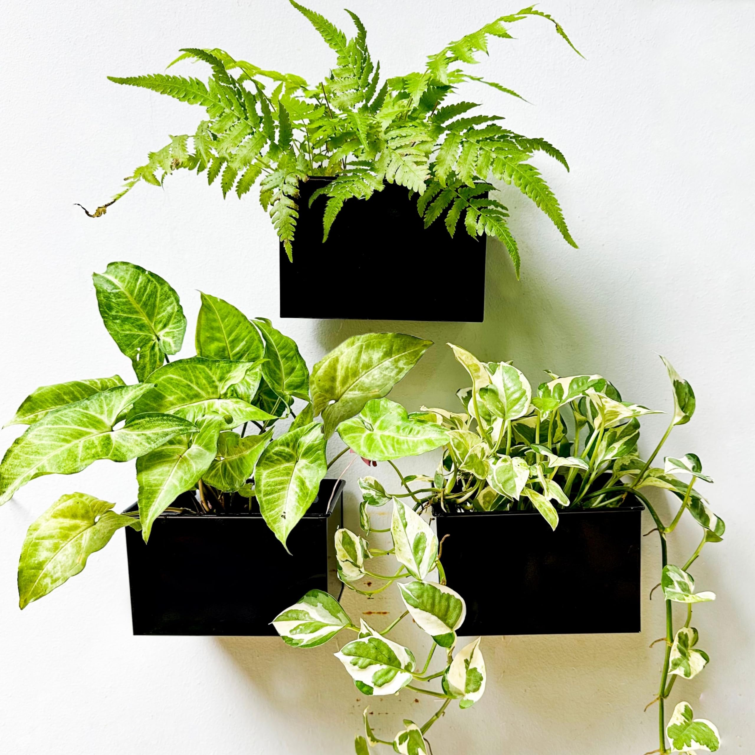 LaLaGreen Wall Planter (3 Pack, 6 Inch) Wall Mount Planters for ...