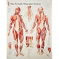 Muscular System Female chart: Laminated Wall Chart: Scientific Publishing Scientific Publishing ...