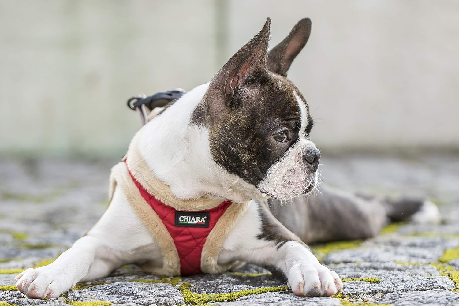 CHIARA Winter Dog Harness Small Dog And Medium Dog Harness – Soft And ...