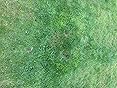 Miracle-Gro 119402 Patch Magic Dog Spot Repair 1293 g : Amazon.co.uk ...