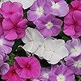 Amazon.com : Outsidepride Summer Breeze Mix Periwinkle Seeds for ...