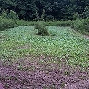 Amazon.com : 3LBS Dwarf Essex Rape Seed (Deer Green, Food Plot ...