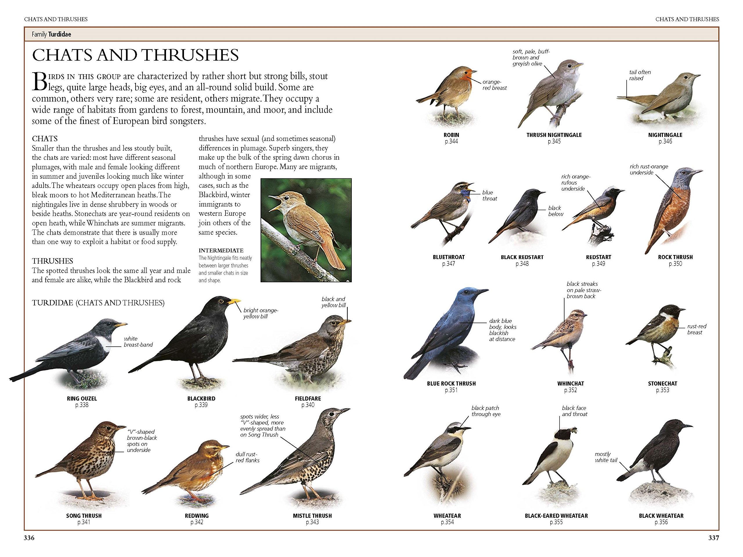 Rspb Garden Birds Fasci Garden Rspb Garden Birds Fasci Garden