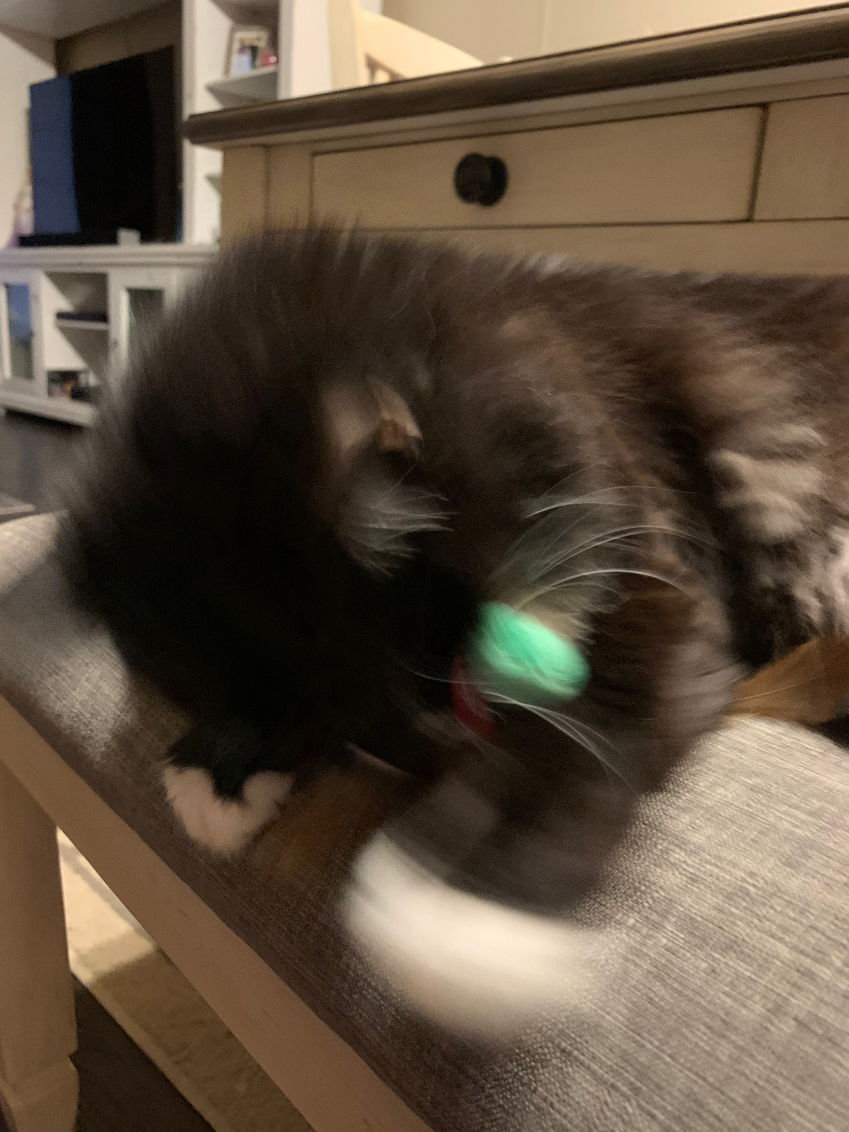 $1/mo - Finance SmartyKat Electronic Sound Bird Toys for Cats & Kittens ...