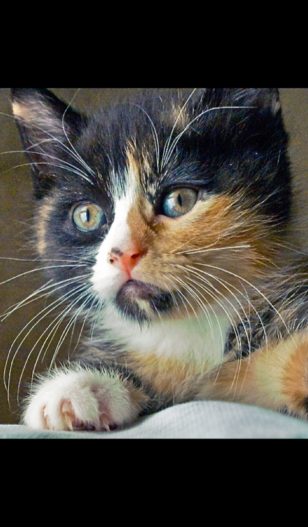 Calico Cat Wallpaper -- HD Wallpapers of Calico Cats!:Amazon.ca ...