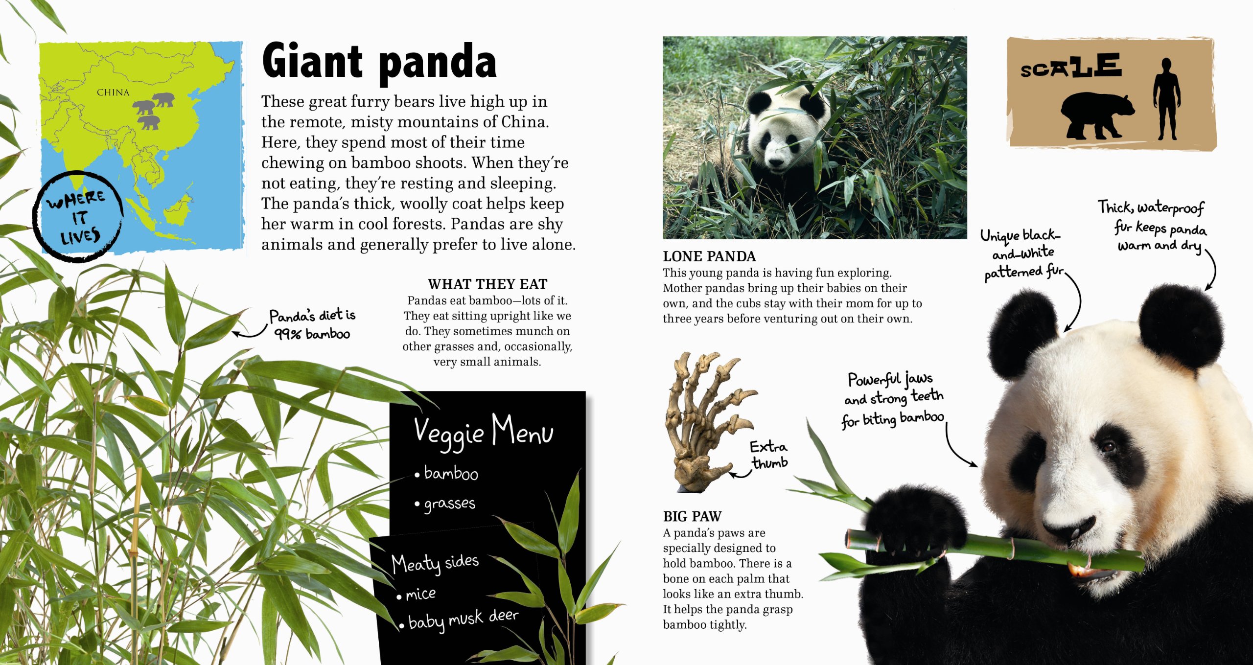 DK Amazing Giant Wild Animals - Exodus Books