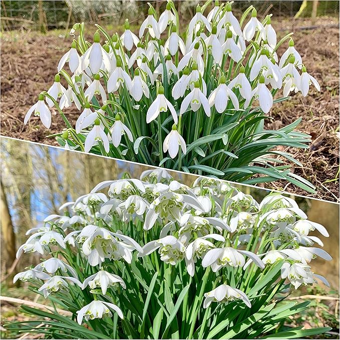 Woodland bulbs® 25 x SINGLE & 25 x DOUBLE SNOWDROP BULBS Freshly-Lifted ...