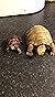 Amazon.com: MOJO Giant Turtle Realistic International Wildlife Toy ...