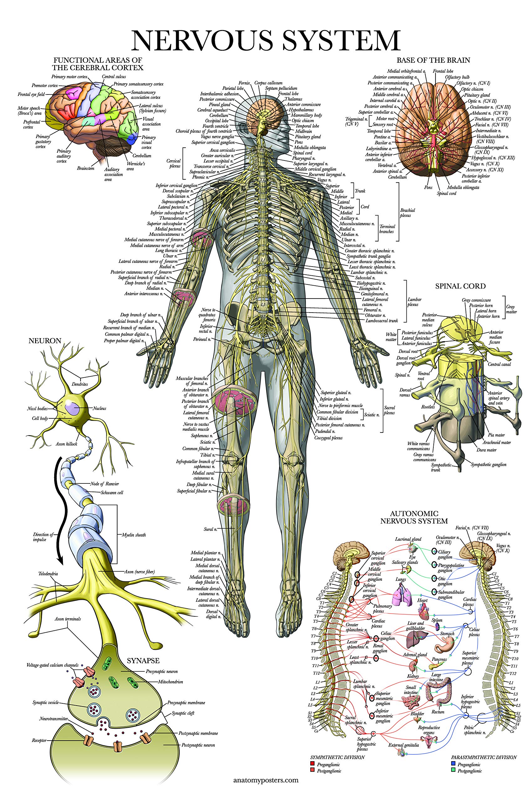 Nervous System Anatomy Poster Laminated Autonomic Nervous System Nervous System Anatomy Poster Laminated Autonomic Nervous System