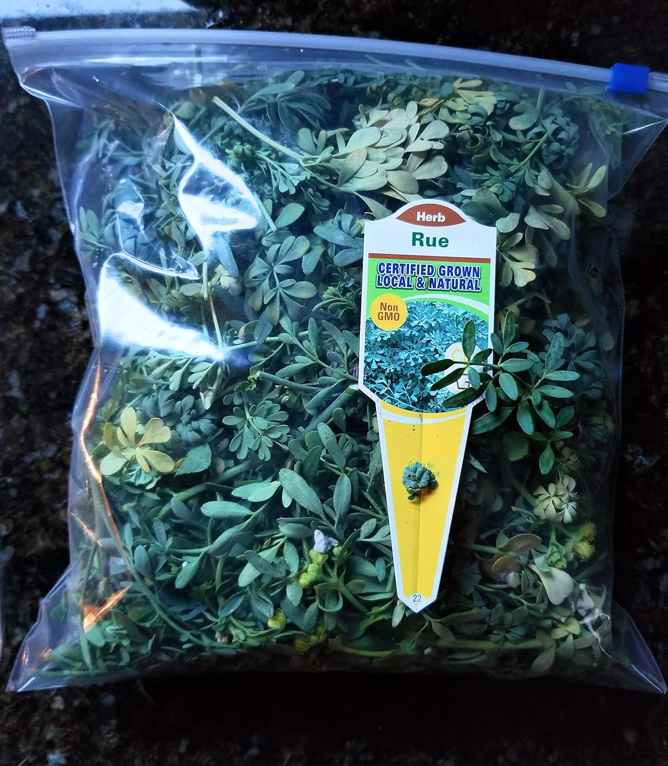 Fresh Organic Rue Plant Ruda Common Rue Herb of Grace 2 oz branches and ...