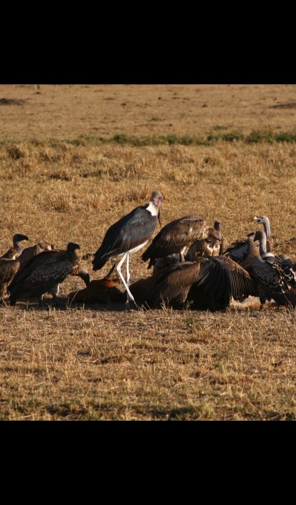 Amazon.com: vulture Wallpaper -- HD Wallpapers of vultures!: Appstore ...