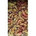 Amazon.com : BESTBAIT 100 Count Regular Butterworms Live Butter Worms ...