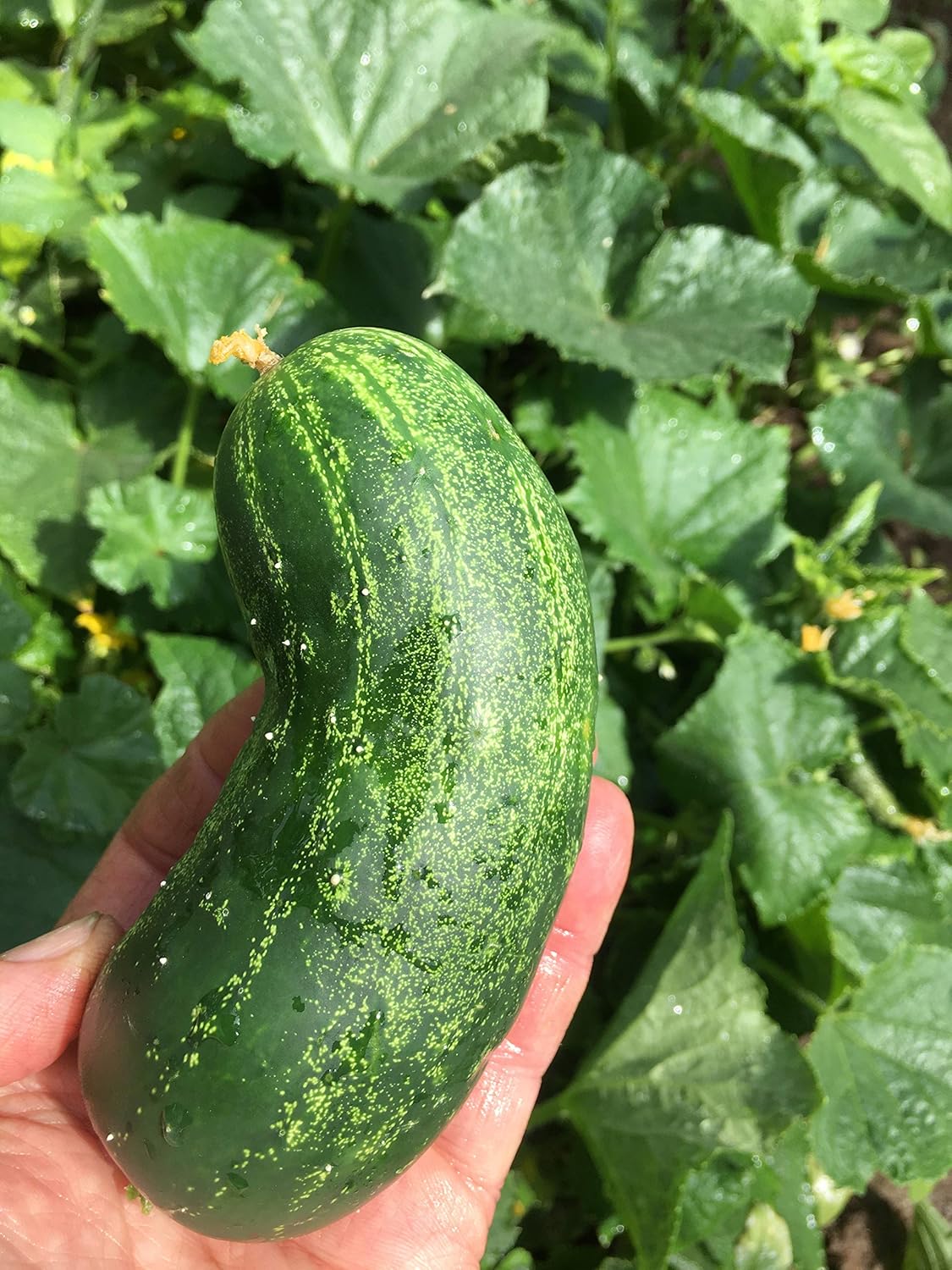 Amazon.com : Spacemaster Cucumber Seeds, 100+ Premium Heirloom Seeds ...