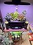 Amazon.com : AeroGarden Grow Anything Seed Pod Kit for AeroGarden ...