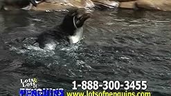 Amazon.com: Lots & Lots of Penguin in the Wild - Nature's Noble Knights ...