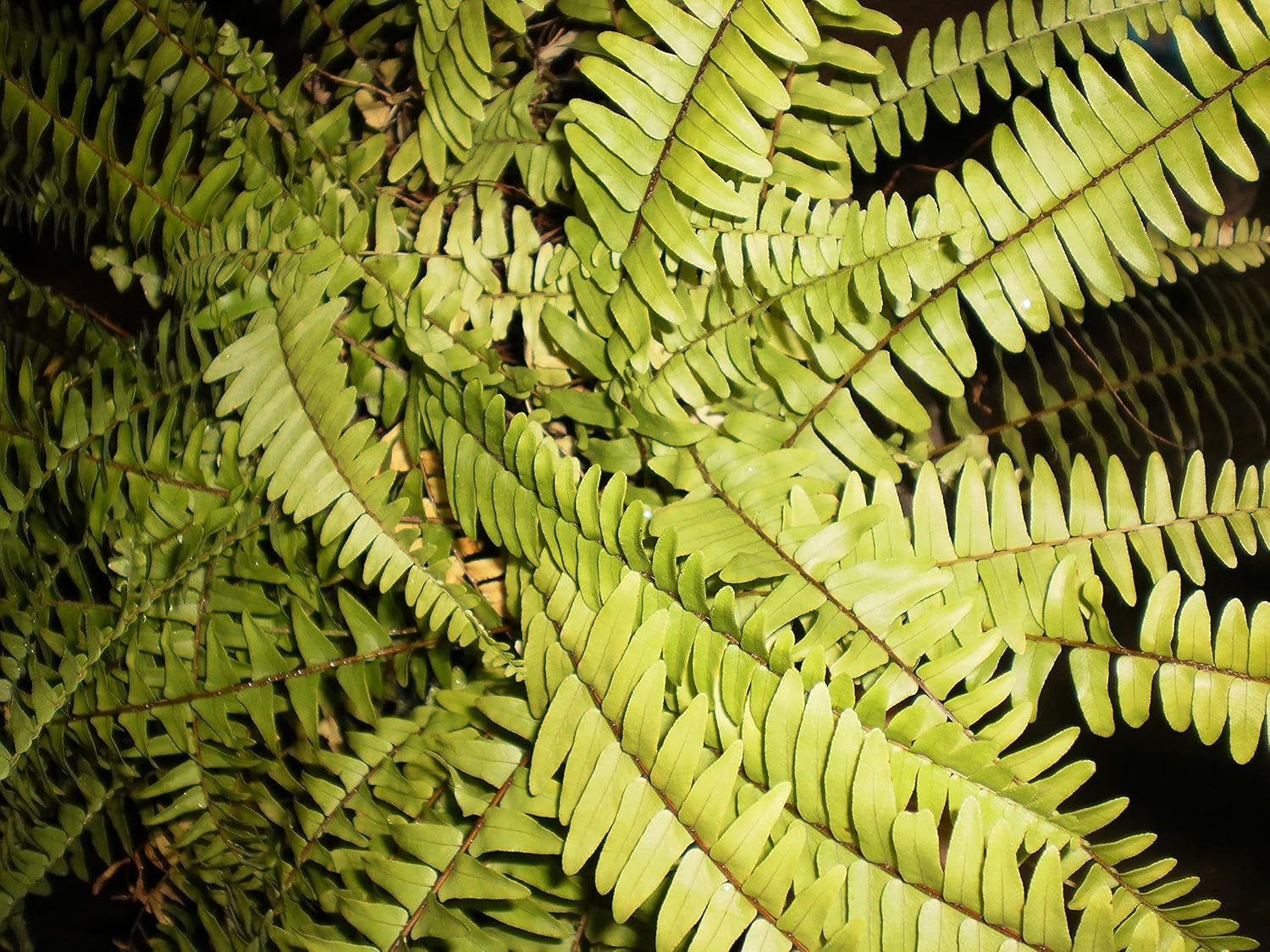 Amazon.com : Live fern : Garden & Outdoor