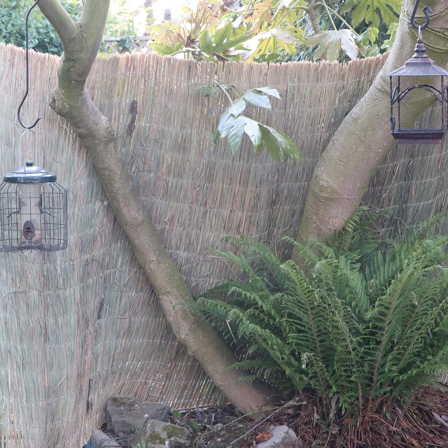 GOLDBEARUK Pampassgrass Woven roll-out fence (1 X 5 Metres) – BigaMart