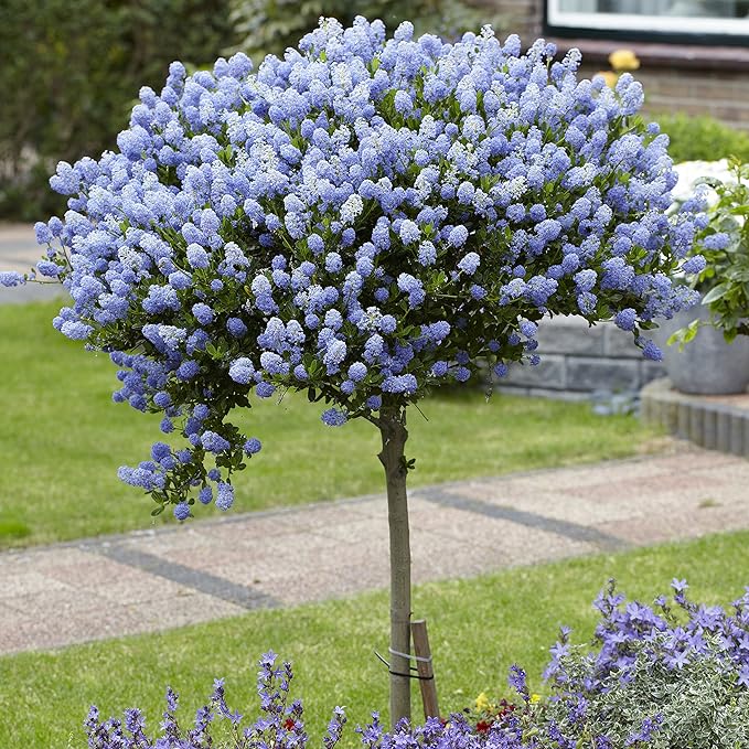 YouGarden Ceanothus Standards, Blue (Pair): Amazon.co.uk: Garden & Outdoors
