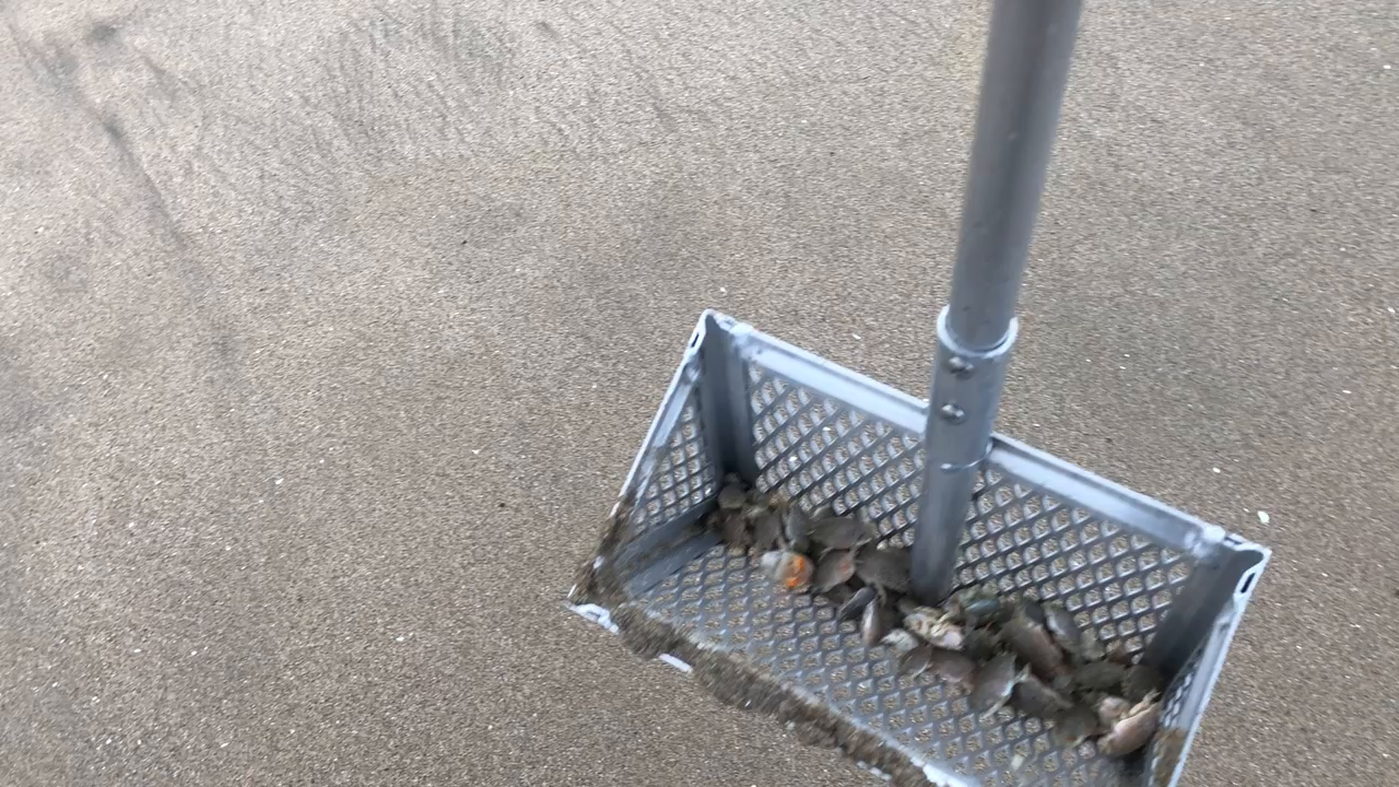 What Is A Sand Flea Rake - Design Talk