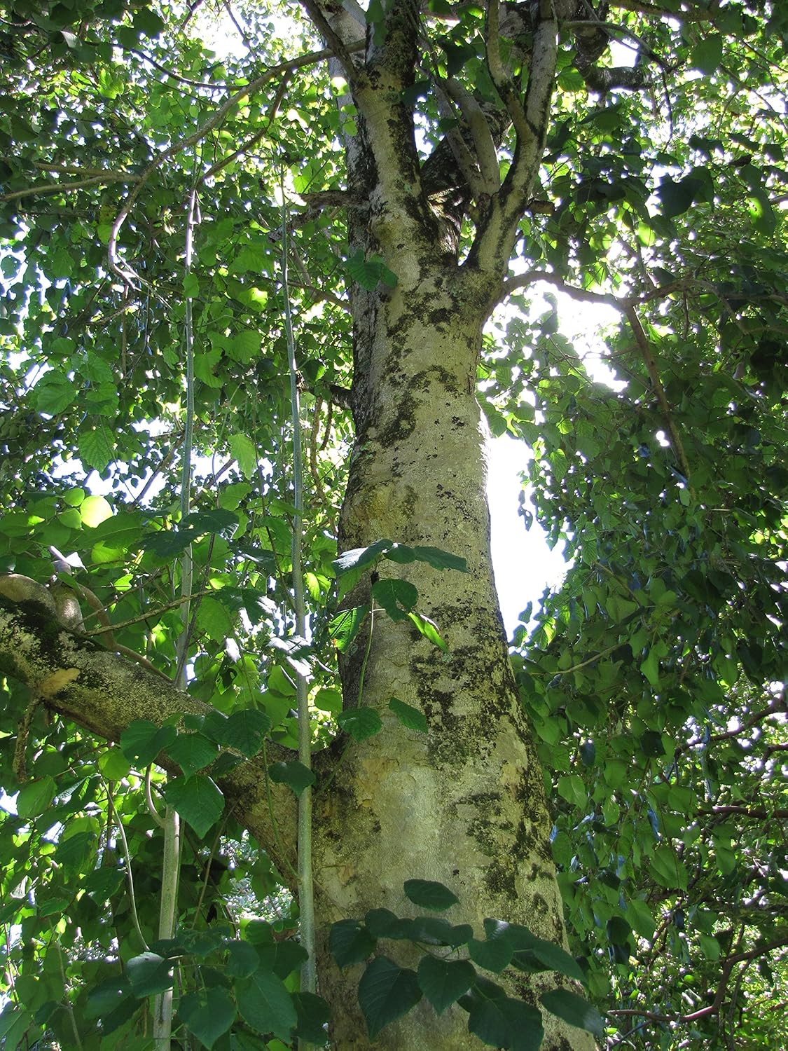 Creative Farmer Tree Seeds : Gamhar Seeds [ Kumalaamaram,Kumbil ...