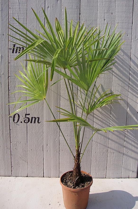 Trachycarpus Princeps Hybrid Palm Tree 1.2m: Amazon.co.uk: Garden ...