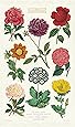 Amazon.com: Cavallini Papers Botanica Tea Towel, Multicolor: Home & Kitchen