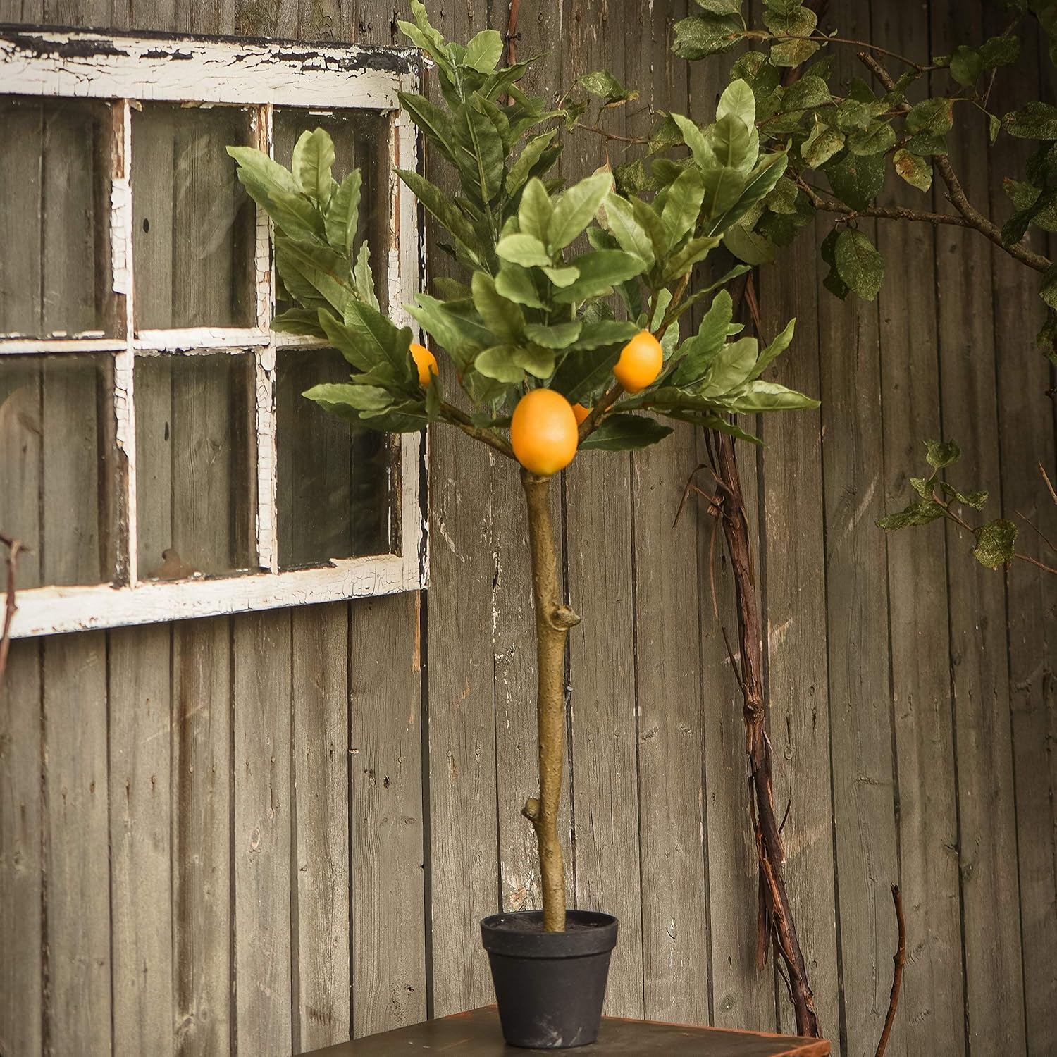 Amazon.com : 3' Potted Lemon Tree : Garden & Outdoor
