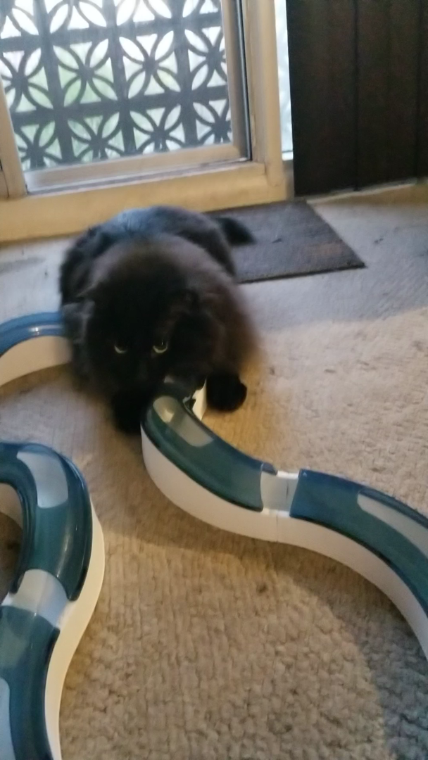 Catit Design Senses Play Circuit, Original: Amazon.ca: Pet Supplies