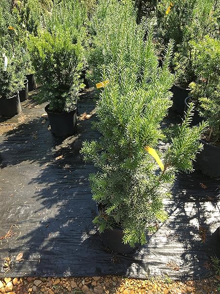 Amazon.com : Hicks Yew (Taxus x Media 'Hicksii') : Garden & Outdoor