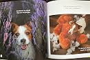 All Dogs Have ADHD: Hoopmann, Kathy: 9781787756601: Amazon.com: Books