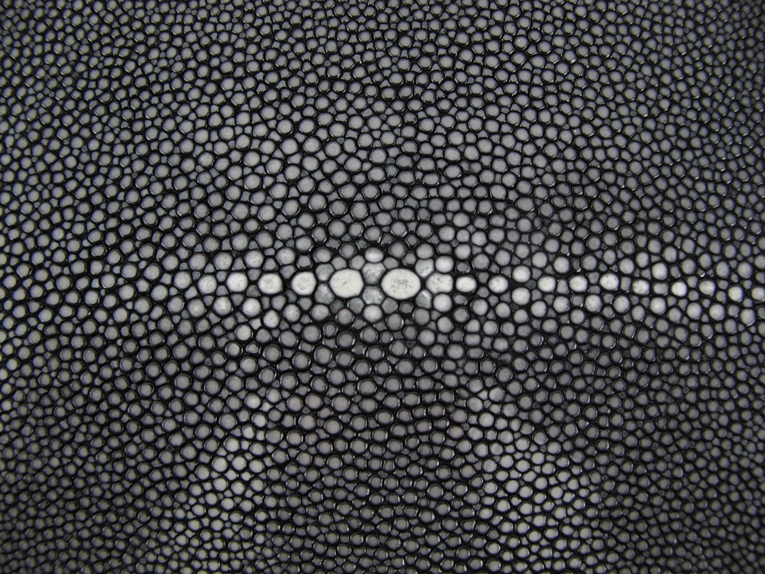 PELGIO Genuine Polished Stingray Skin Leather Hide Pelt Black (8" X 14 ...