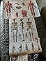 Amazon.com: Palace Learning Muscular & Skeletal System Anatomical ...