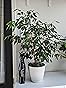 Amazon.com: Wintergreen Weeping Fig Tree - Ficus - Great Indoor Tree ...