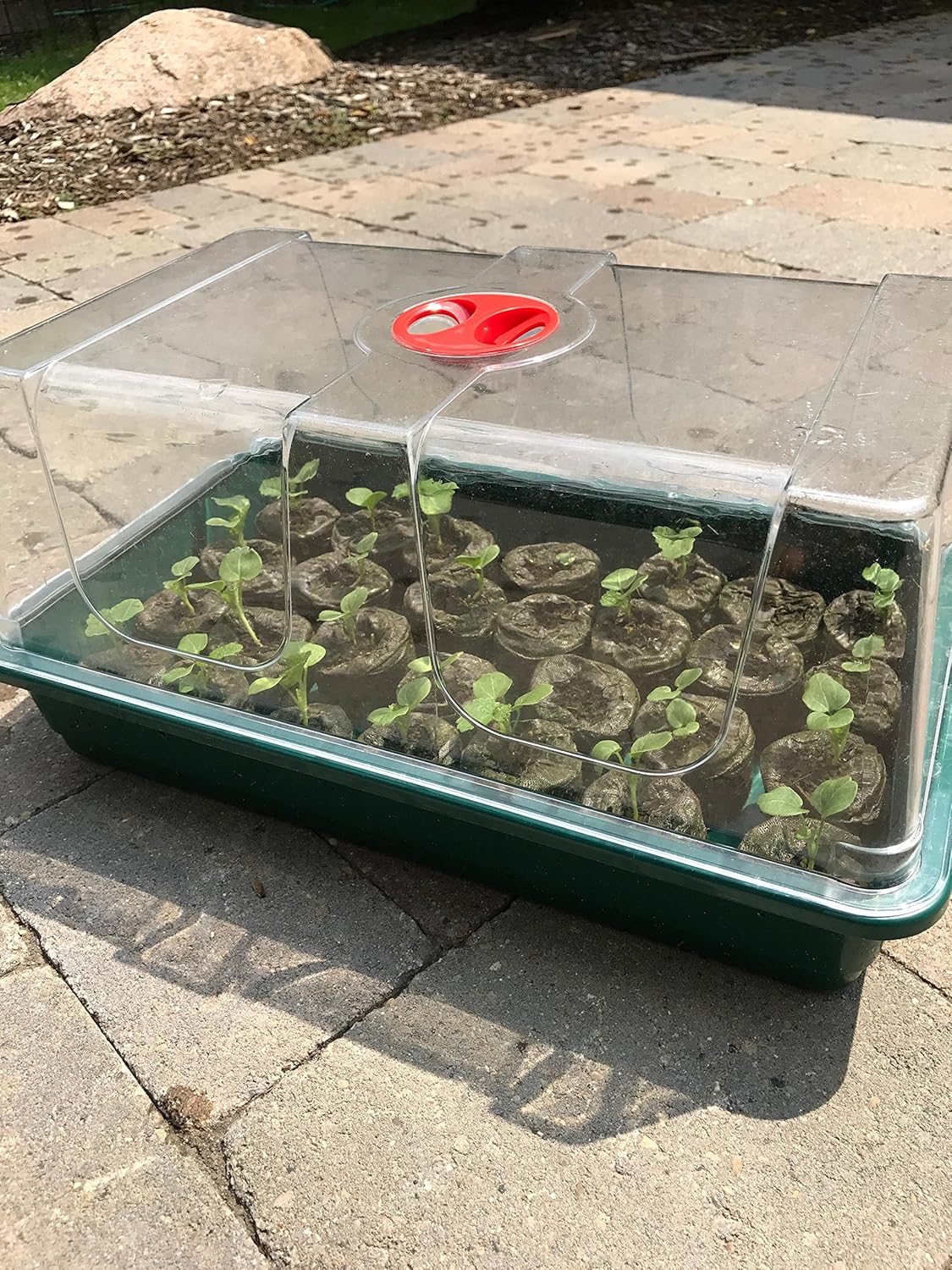 Large High Dome Propagator: Amazon.co.uk: Garden & Outdoors