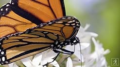 The Butterfly's Daughter: Monroe, Mary Alice: 9781439170687: Amazon.com: Books