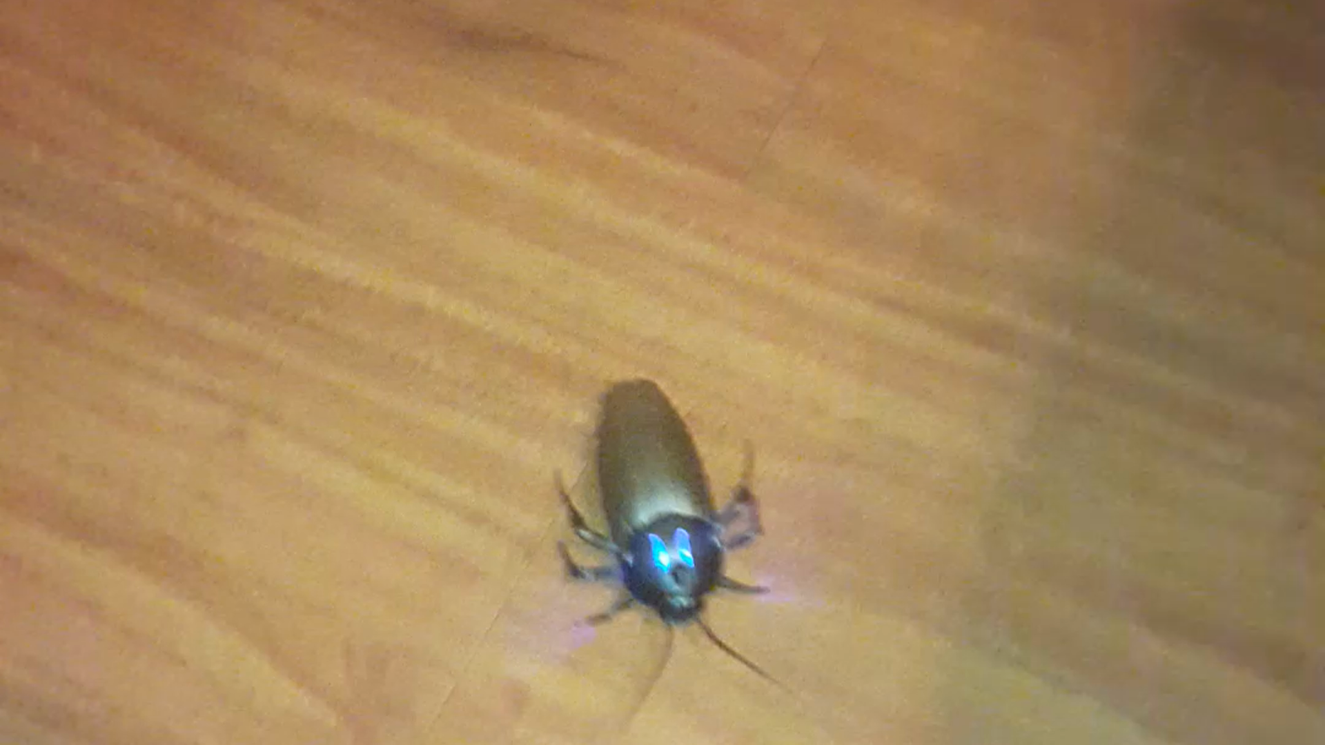 Watch Remote Control Mock Fake Cockroach Prank Insects Joke Scary Trick ...