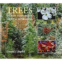 Native Trees Of New York State Big Trees And The Humans Who Find Them