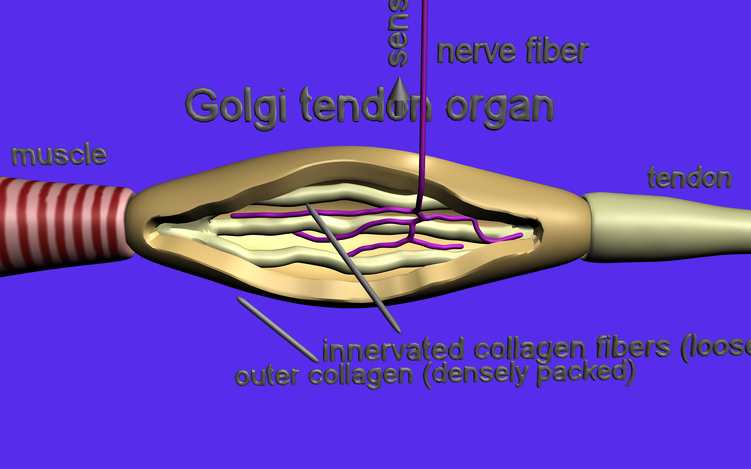 Amazon.com: Bioanim Complete : Apps & Games
